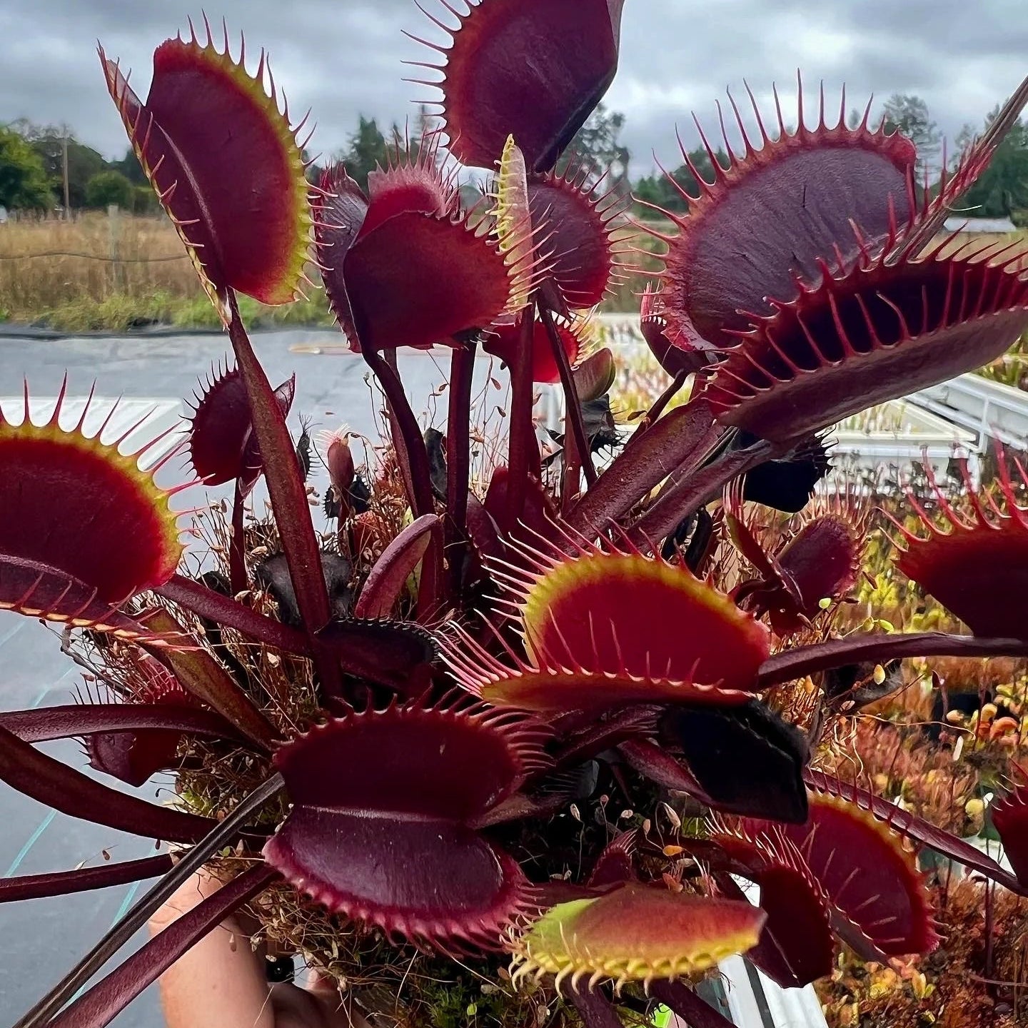 Red Venus Flytrap Seeds for Planting – Heirloom, Non-GMO, Rare Carnivo ...