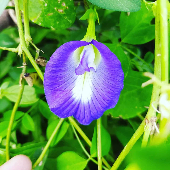 Shankam Flower Seeds Blue Flower Pot Seeds for Seasonal Planting – Pure ...