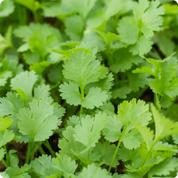 Cilantro Calypso Coriandrum Sativum Seeds Organic Garden Seeds – Pure ...