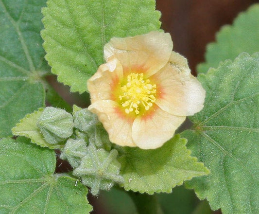 Country Mallow Sida Cordifolia Bala Flannel Weed Flower Seeds Organic ...