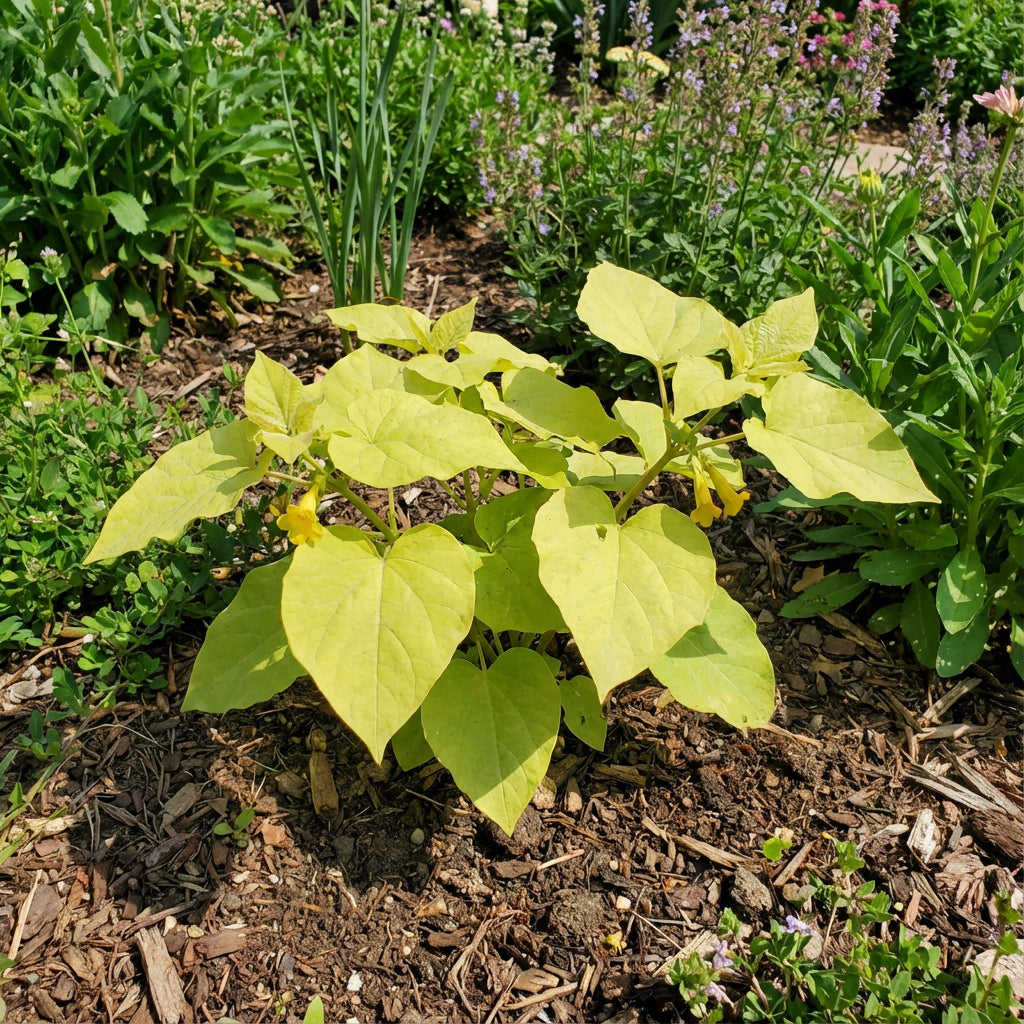 Buy Yellow Balsa Tree Seeds for planting – Pure Asia Seeds
