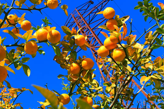 Hardy Orange Tree Citrus Trifoliata Poncirus Trifoliata Fruit Tree ...