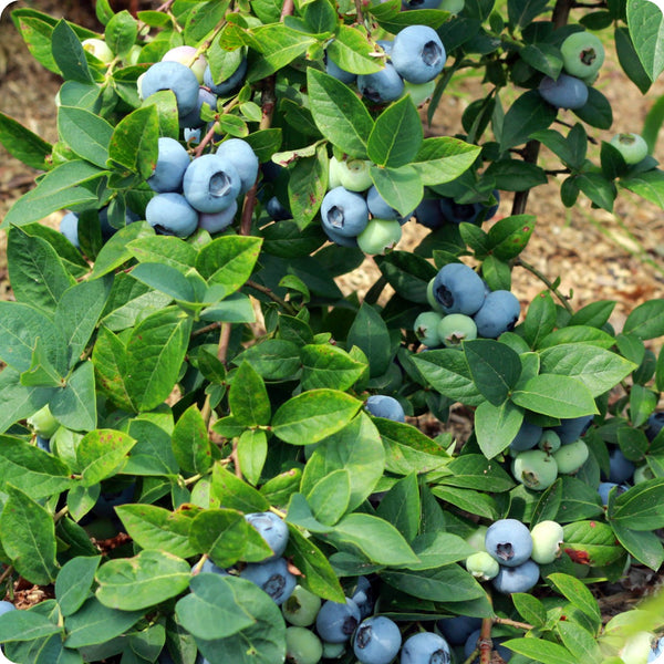 High Bush Blueberry Vaccinium Corymbosum Seeds Organic Garden Seeds ...