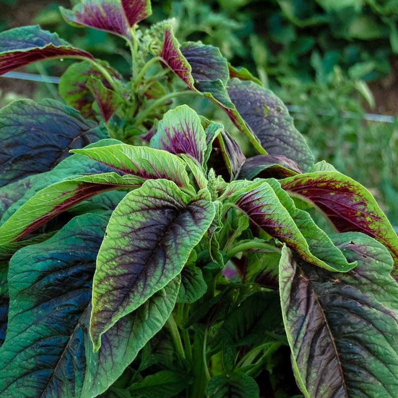 Red Stripe Leaf Amaranth (Amaranthus) Vegetable Seeds for Planting – H ...