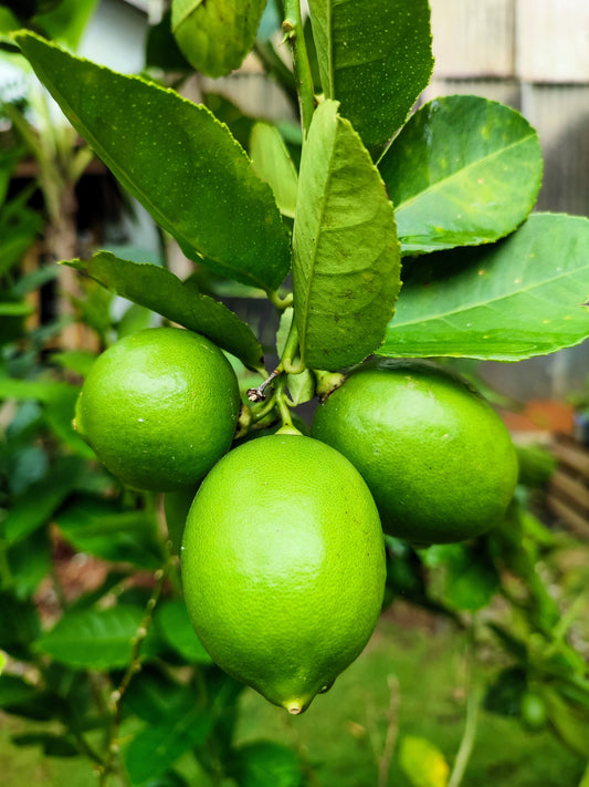 Key Lime Citrus Aurantifolia Fruit Tree Shrub Seeds – Tart, Flavorful ...