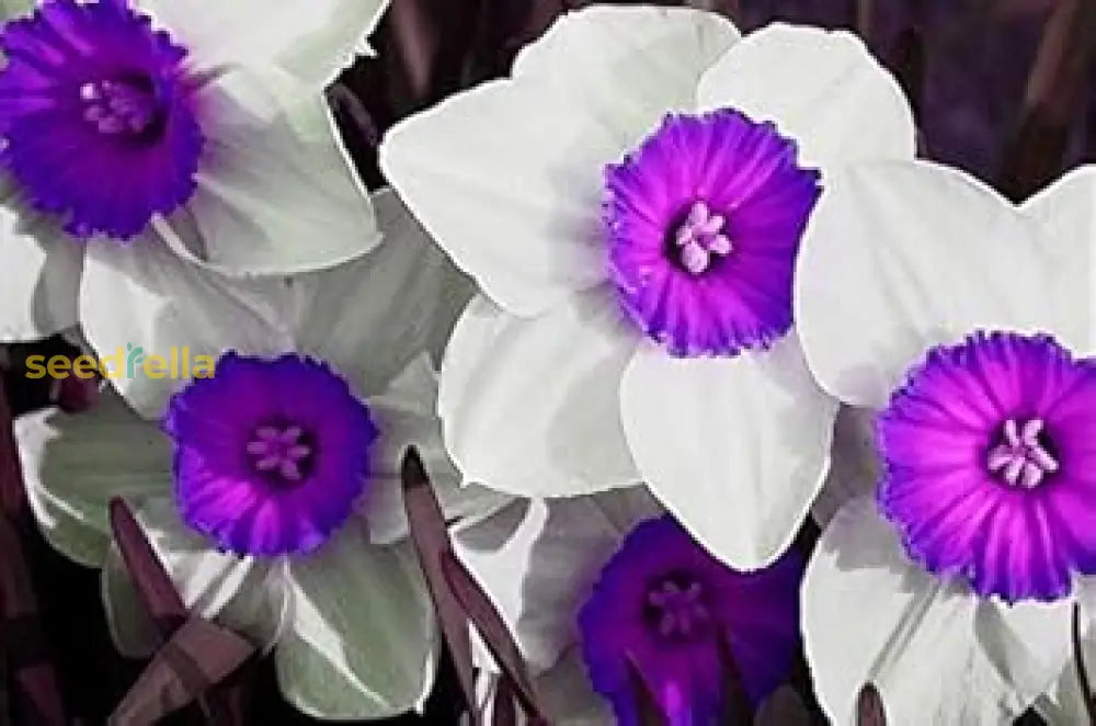 Buy White Violet Daffodil Seeds for Planting in Your Garden – Pure Asia ...